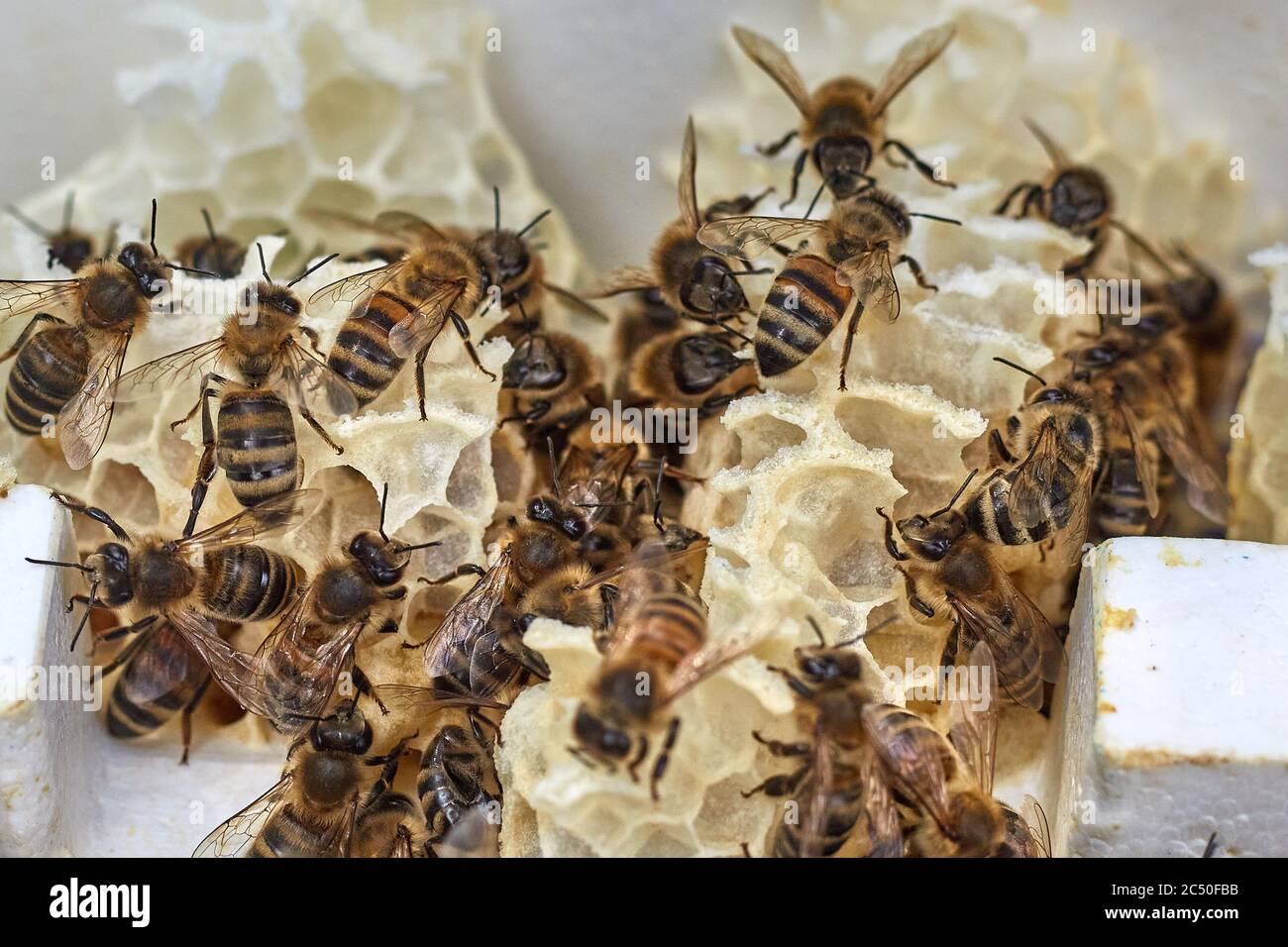 Beehive cluster hi-res stock photography and images - Alamy