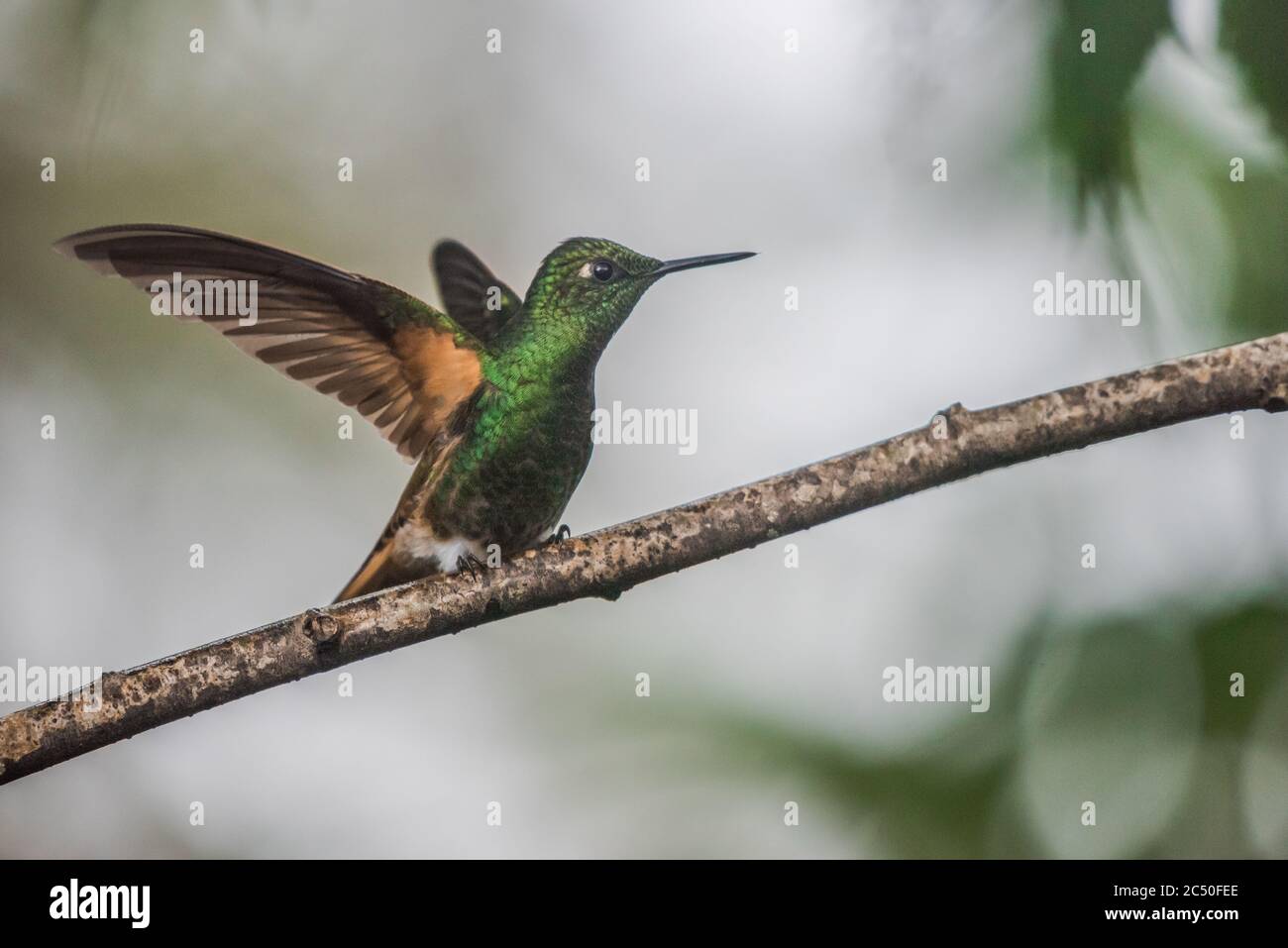 The buff tailed coronet hummingbird (Boissonneaua flavescens) perching ...
