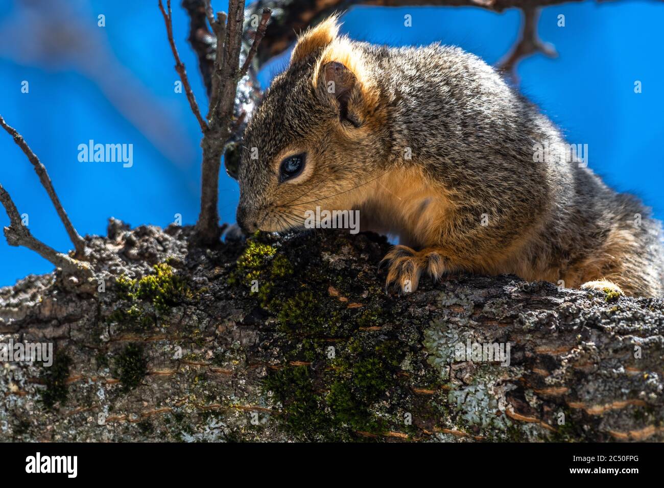 Eastern Fox Squirrel (Sciurus niger) in Spring Licking Maple Sap Stock ...