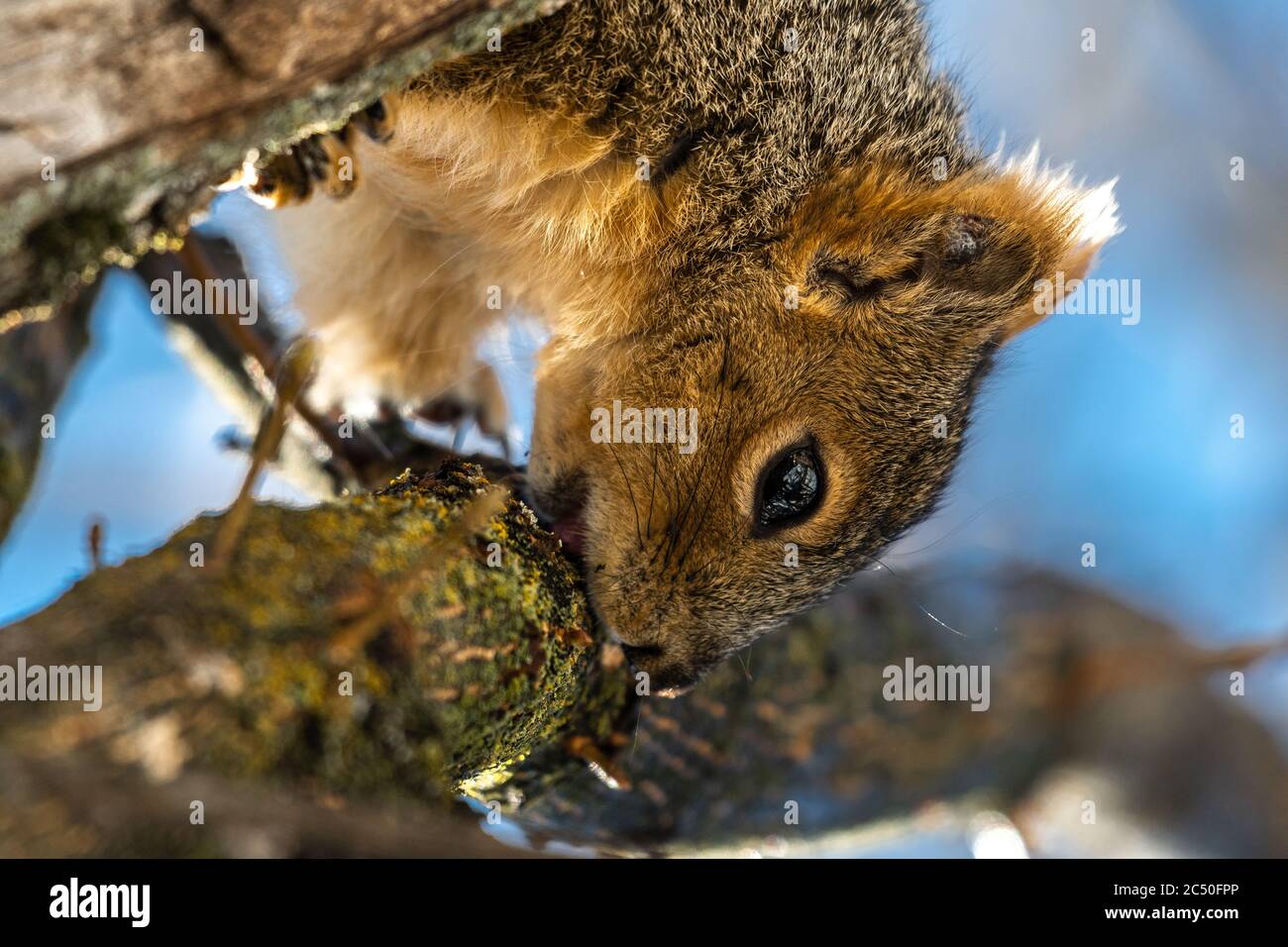 Eastern Fox Squirrel (Sciurus niger) in Spring Licking Maple Sap Stock ...