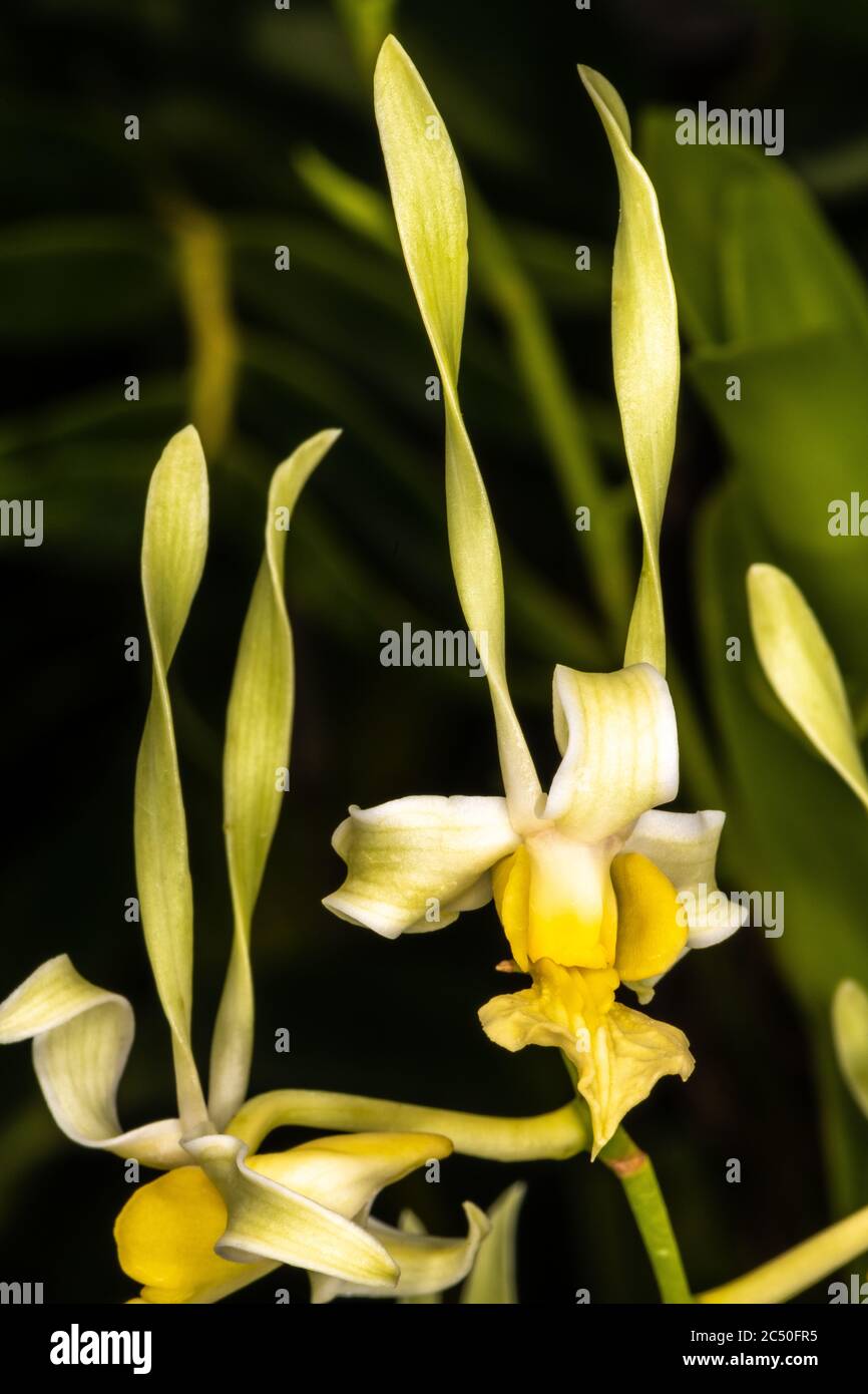 The Screw-Like Twisted Horn Dendrobium Orchid (Dendrobium strepsiceros ...