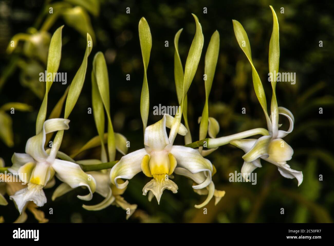 The Screw-Like Twisted Horn Dendrobium Orchid (Dendrobium strepsiceros ...