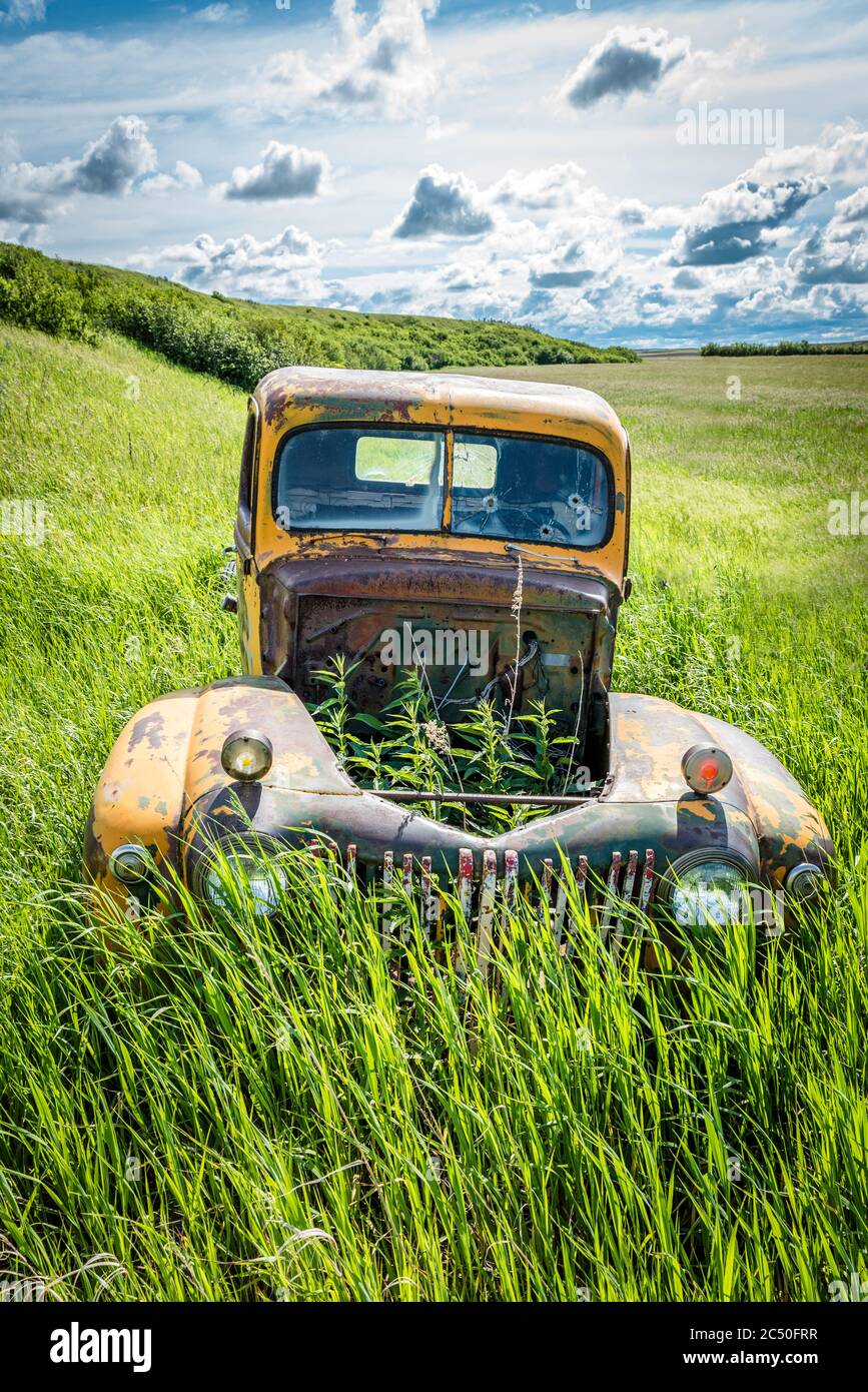 Weeds growing up through the empty hood of an abandoned antique truck ...
