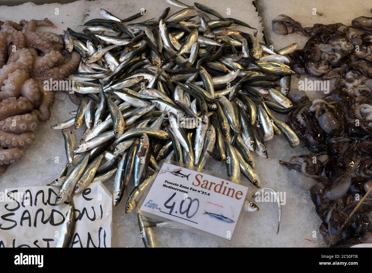 Freshly caught sardines hi-res stock photography and images - Alamy