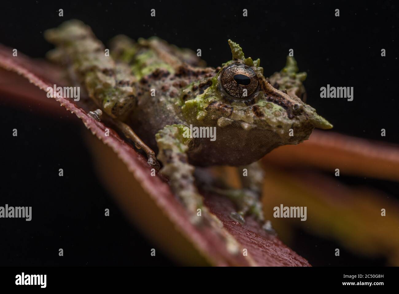Pinnochio rainfrog hi-res stock photography and images - Alamy