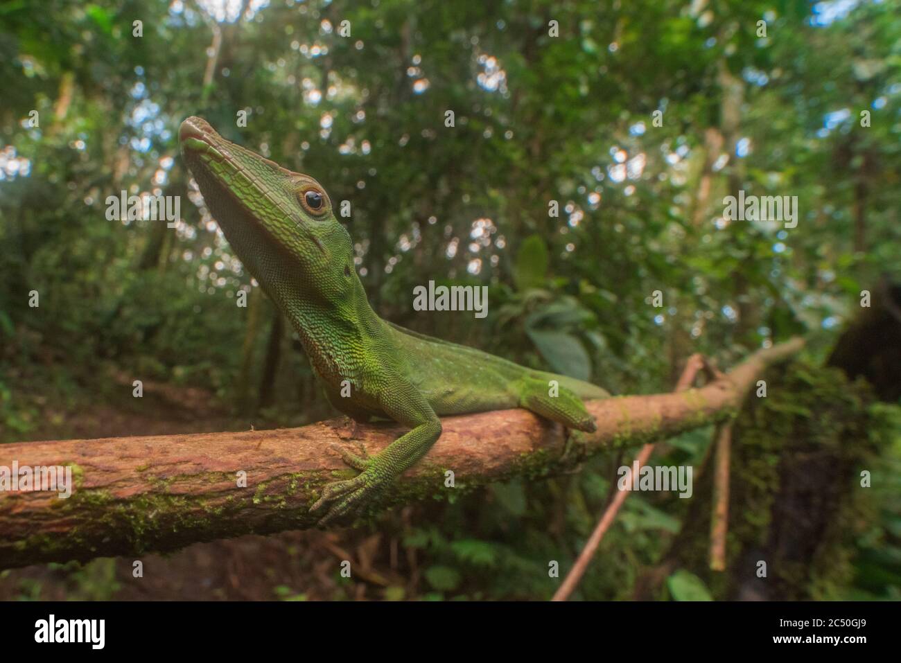 The amazon green anole (Anolis punctatus) from the Amazon rainforest of ...