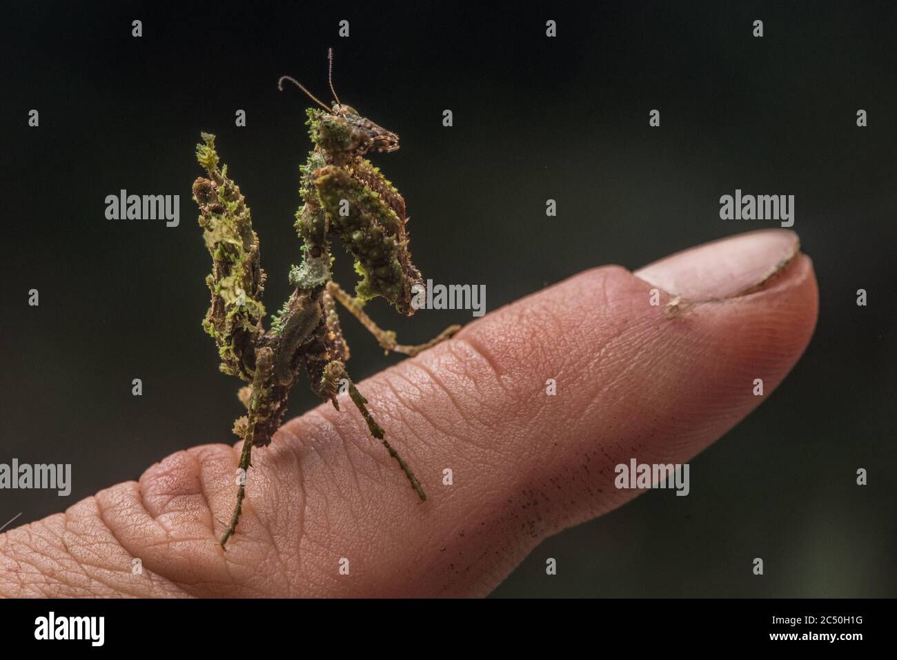 Praying mantis baby hi-res stock photography and images - Alamy