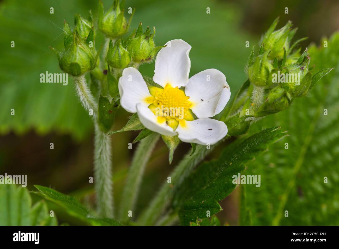 Fragaria moschata hi-res stock photography and images - Alamy