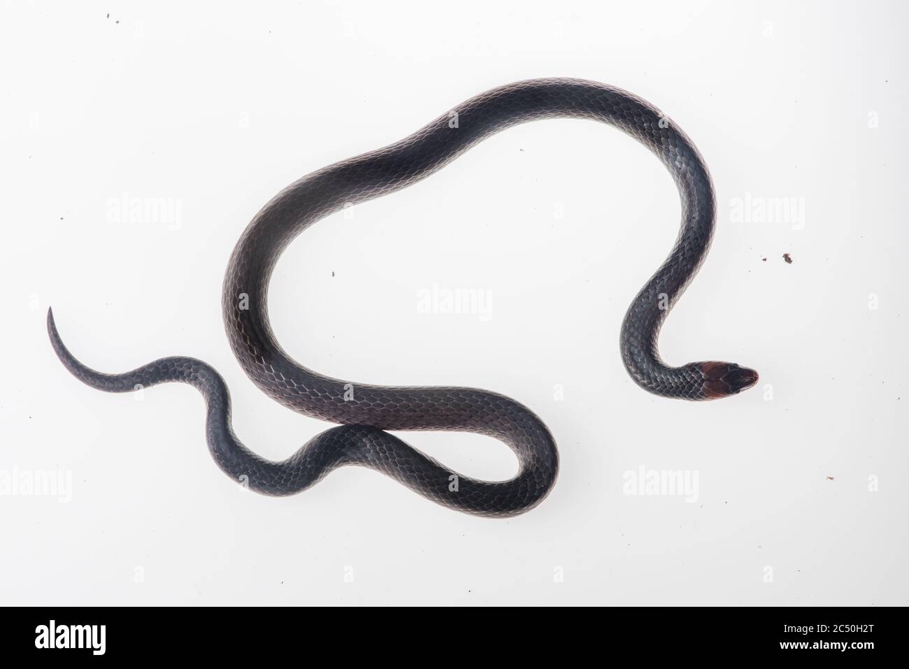 Orcesi hi-res stock photography and images - Alamy