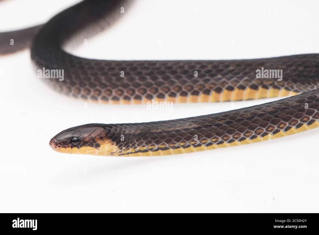 Ground snake hi-res stock photography and images - Alamy