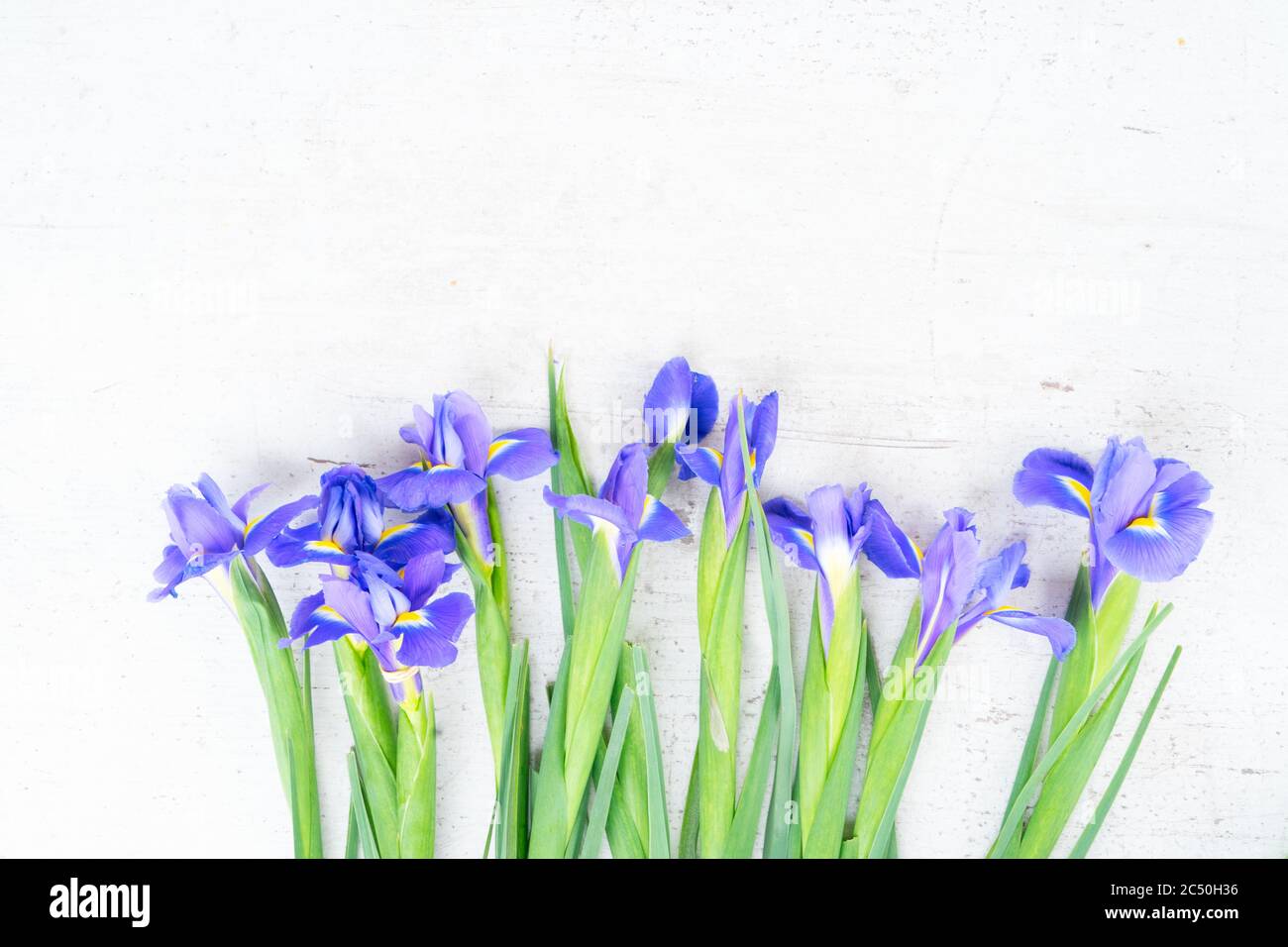 Fresh iris flowers Stock Photo - Alamy