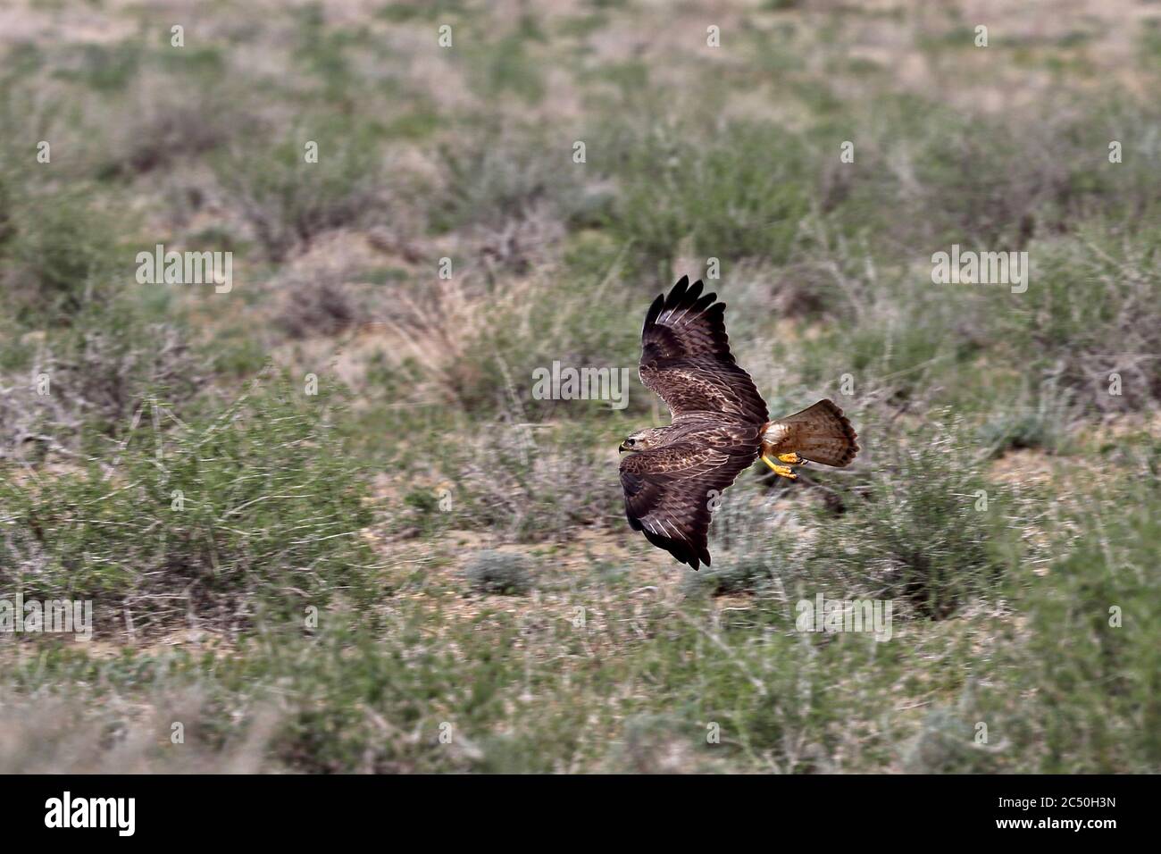 Steppe buzzard (Buteo buteo vulpinus), in flight over steppe landscape ...