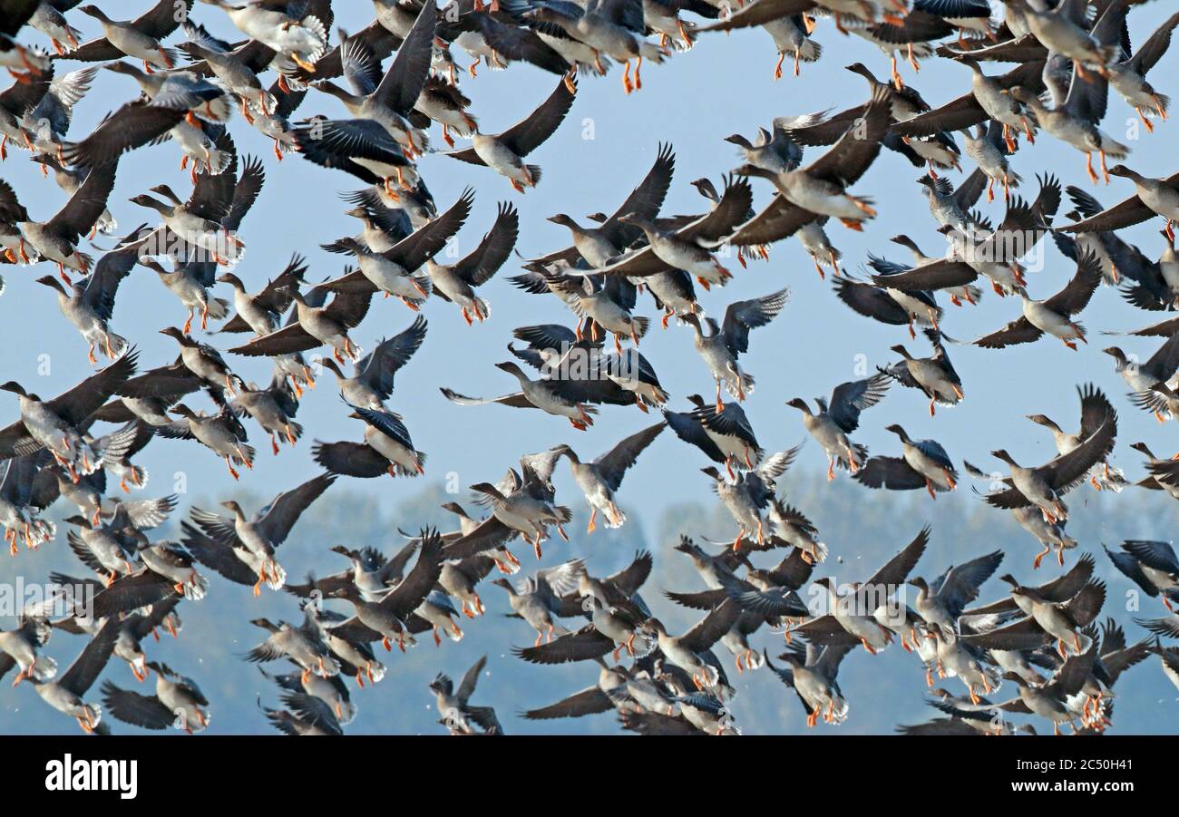 tundra bean goose (Anser serrirostris), flying up flock, Netherlands ...