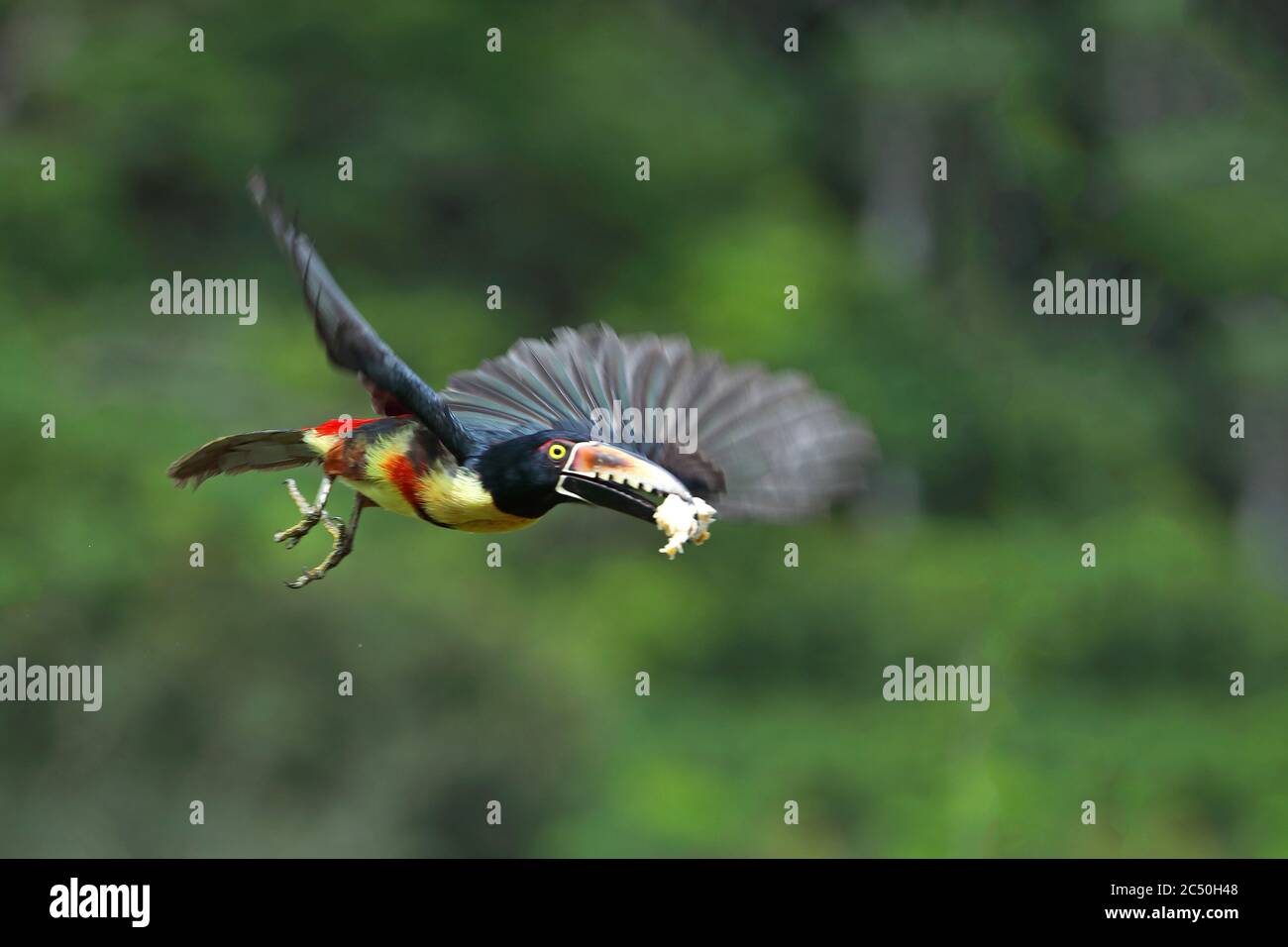 collared aracari (Pteroglossus torquatus), flying with a piece of ...