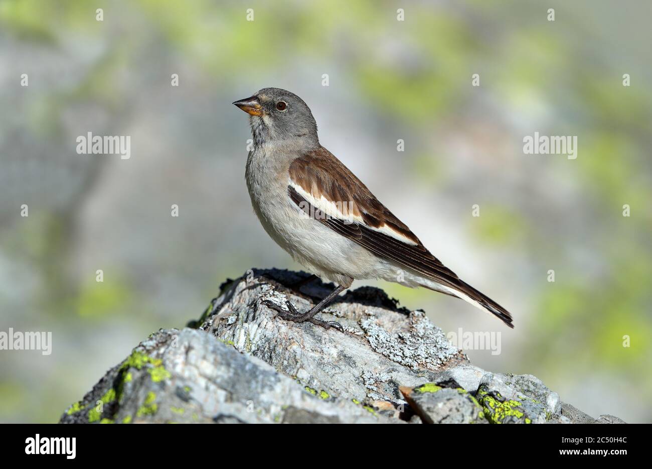 white-winged snow finch (Montifringilla nivalis), female perched on a ...