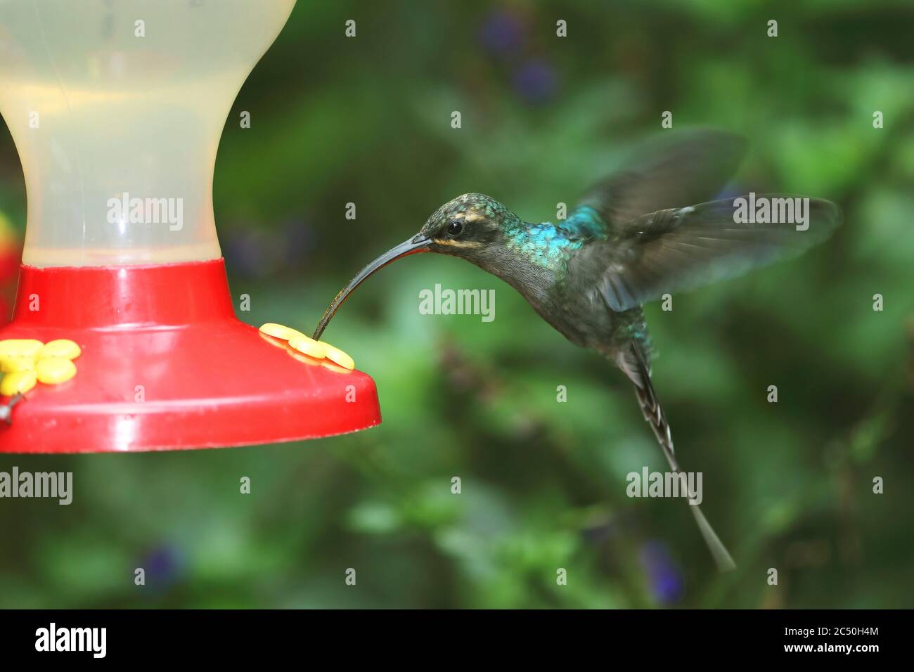 green hermit (Phaethornis guy), flying male at bird feeder, Costa Rica ...