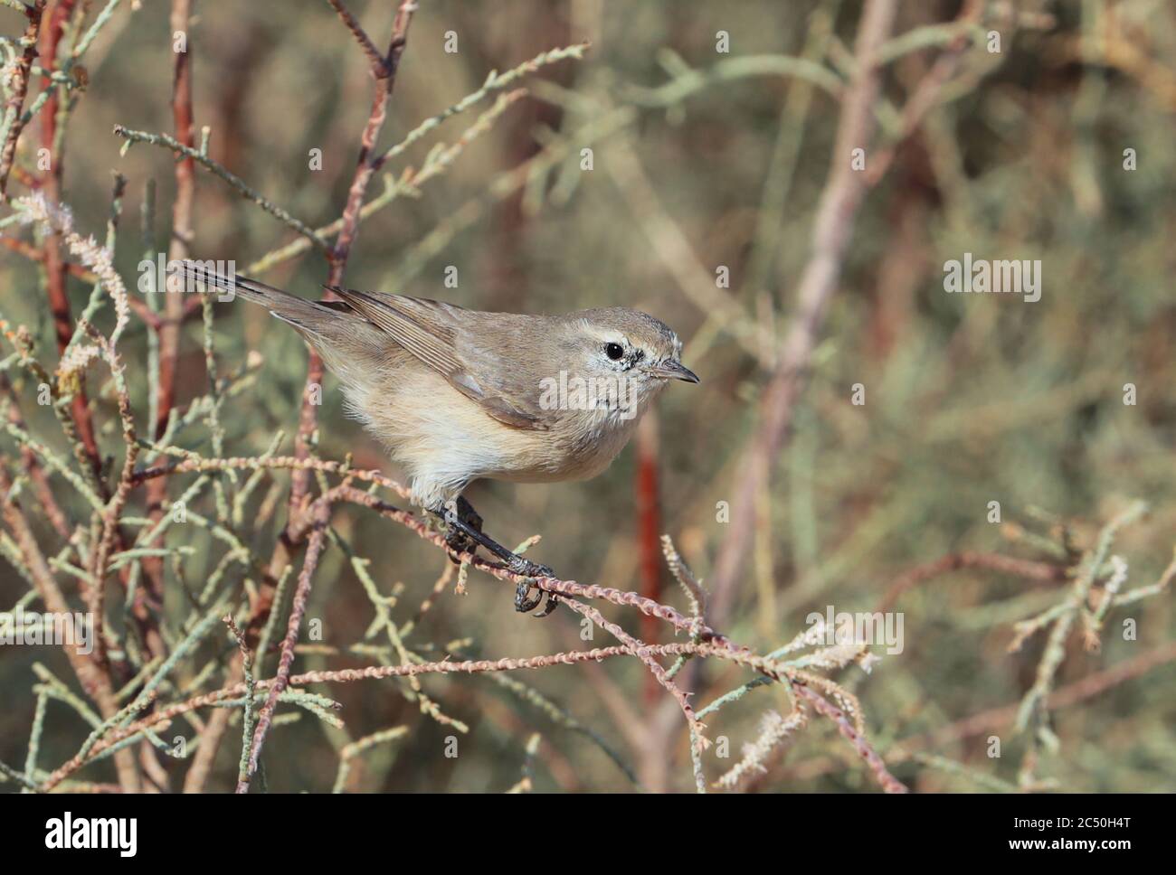 plain willow warbler (Phylloscopus neglectus), sitting in a shrub, Oman ...