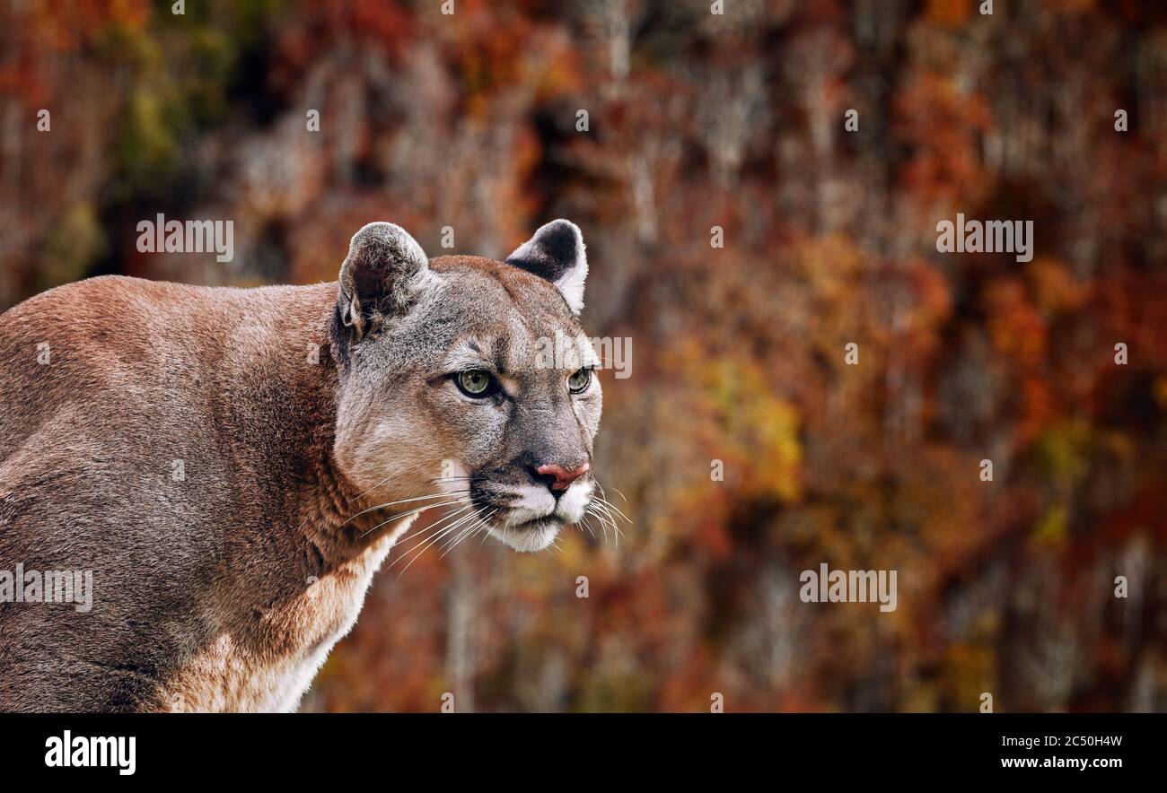 Portrait of Beautiful Puma. Cougar, mountain lion, puma, panther ...