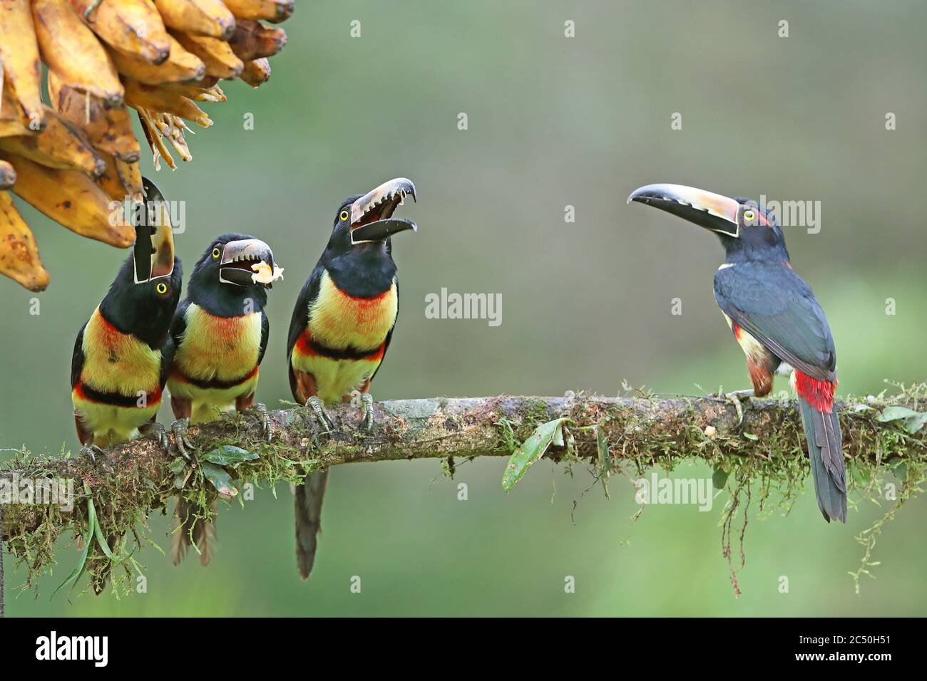 collared aracari (Pteroglossus torquatus), group sits on a branch ...