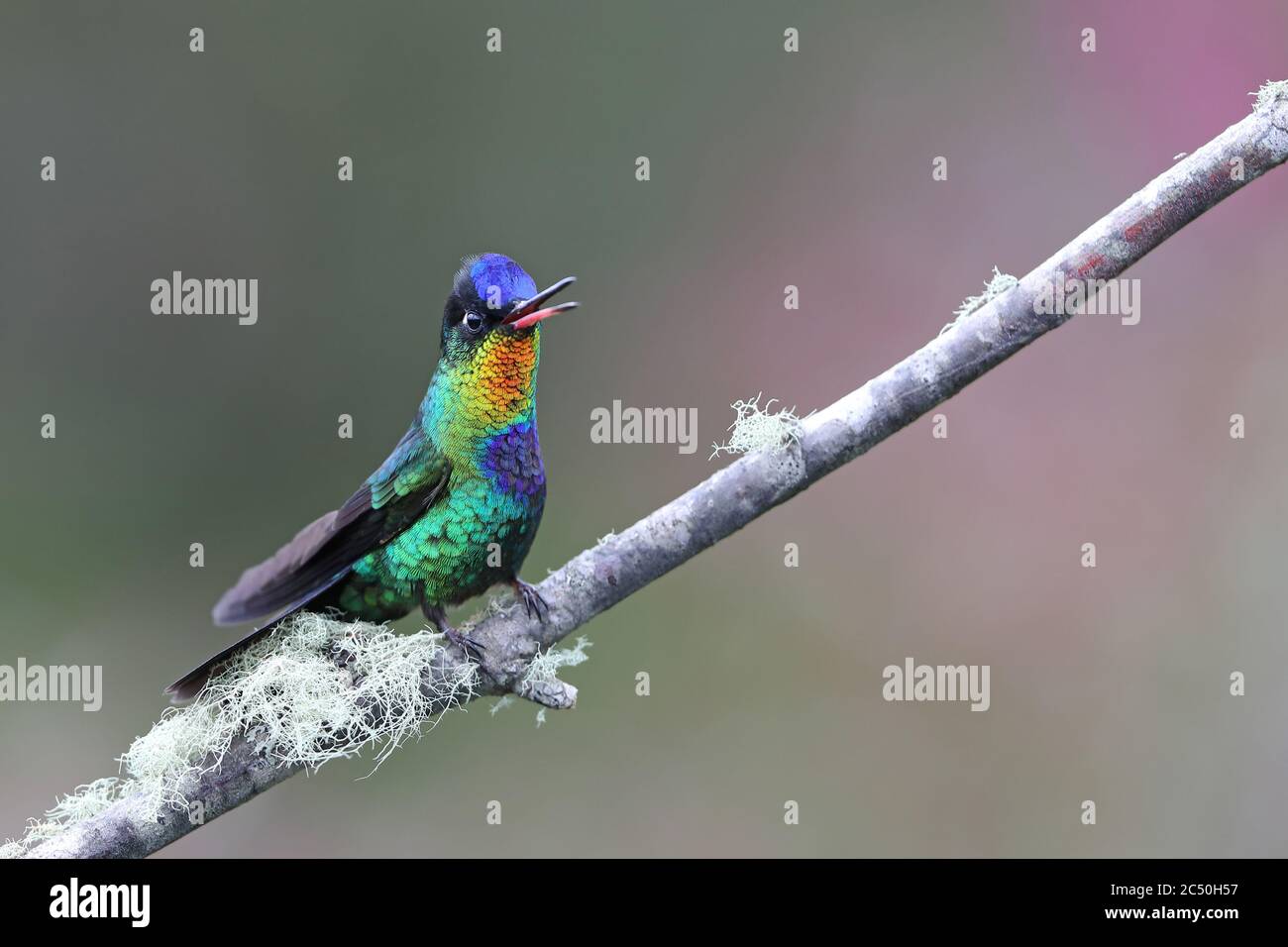 Hummingbird songs hi-res stock photography and images - Alamy