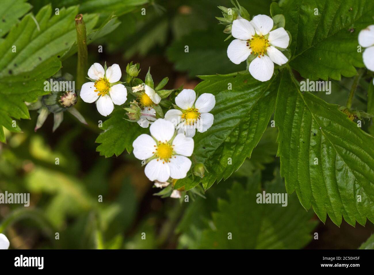 Hautbois strawberry, Musk strawberry (Fragaria moschata), blooming ...