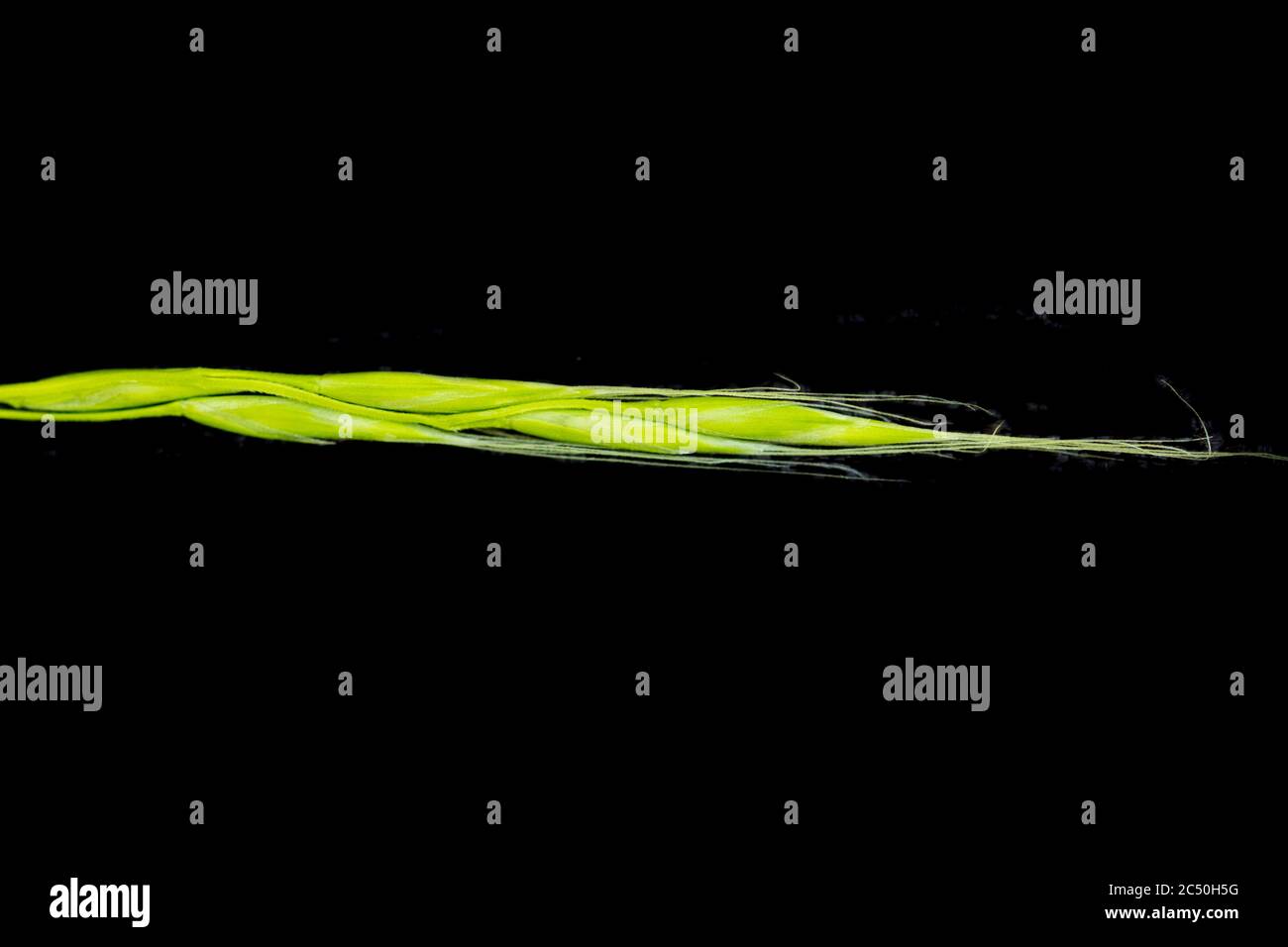 giant fescue (Festuca gigantea, Lolium giganteum, Schedonorus giganteus ...