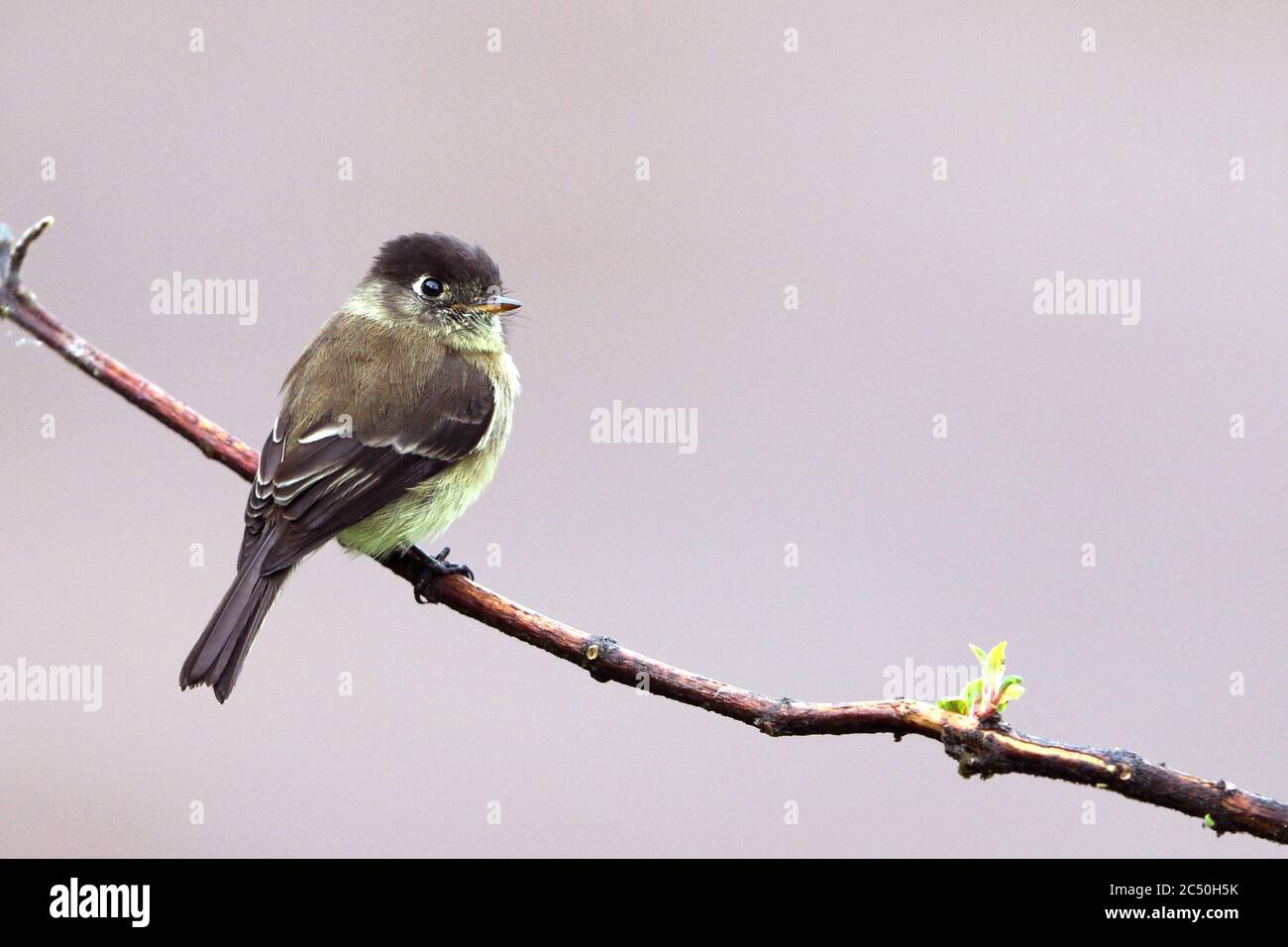 Black capped flycatcher hi-res stock photography and images - Alamy