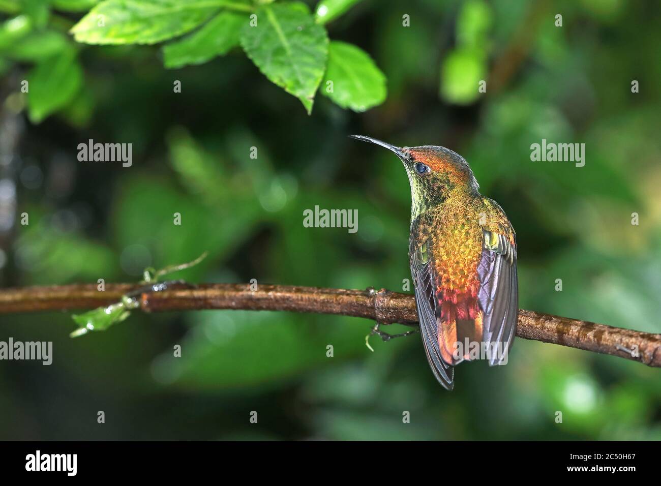 coppery-headed emerald (Elvira cupreiceps), male sits on a twig, Costa ...