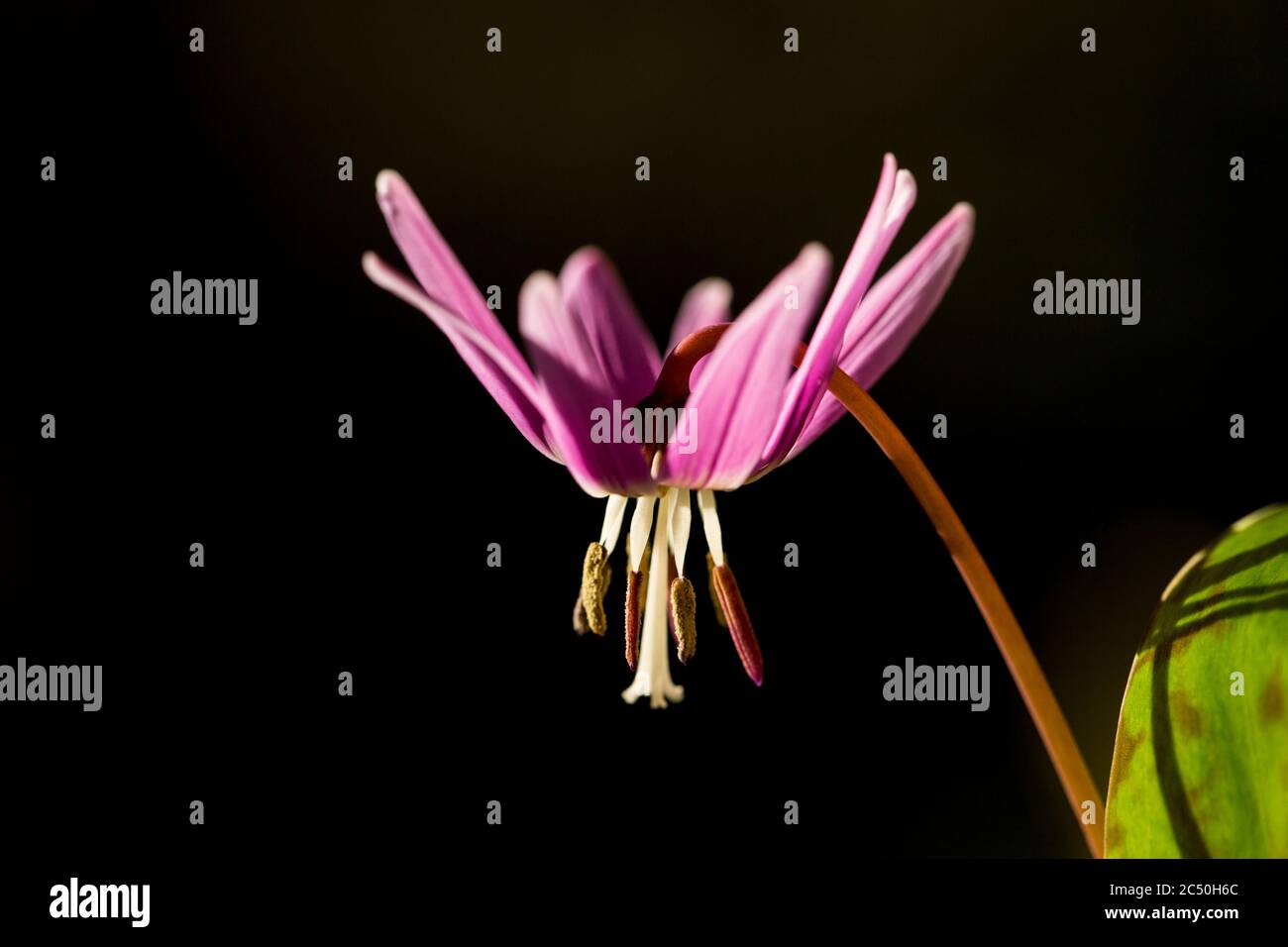 Dog's Tooth Violet (Erythronium dens-canis), flower against black ...