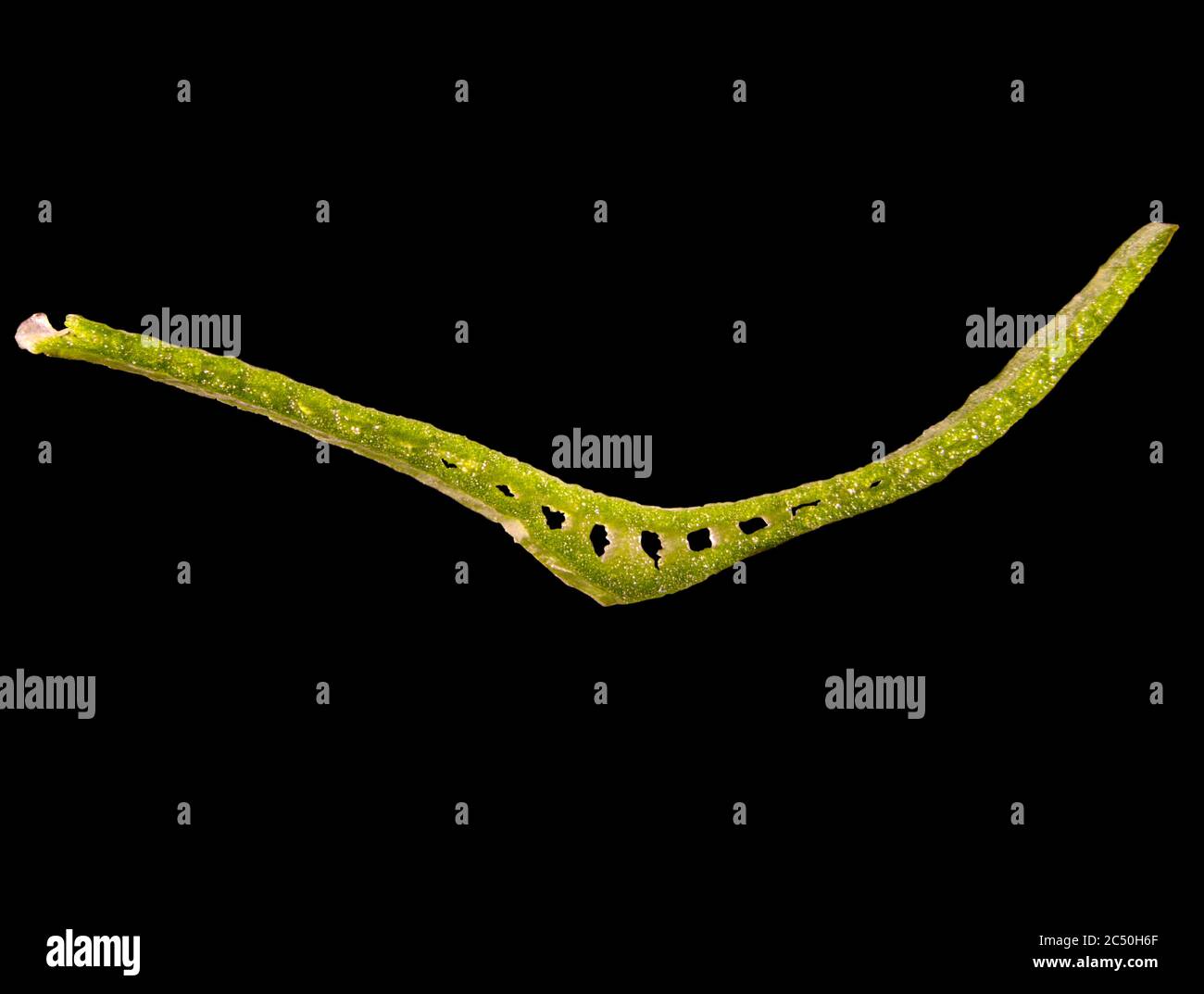 Giant snowdrop, Greater snodrop (Galanthus elwesii), cross section of a ...