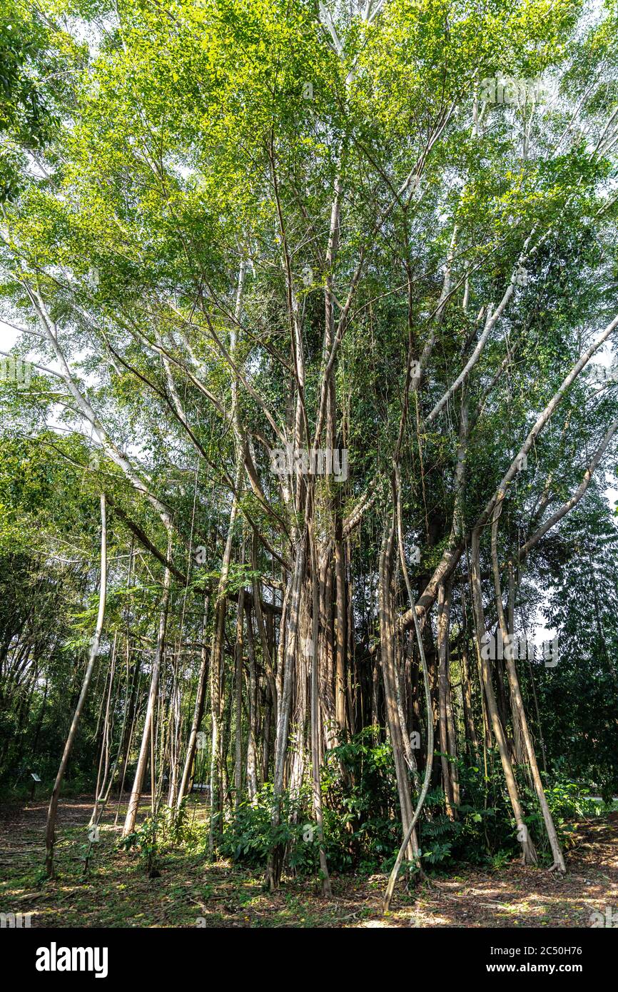 Malayan Banyan or Jejawi Tree (Ficus microcarpa Stock Photo - Alamy