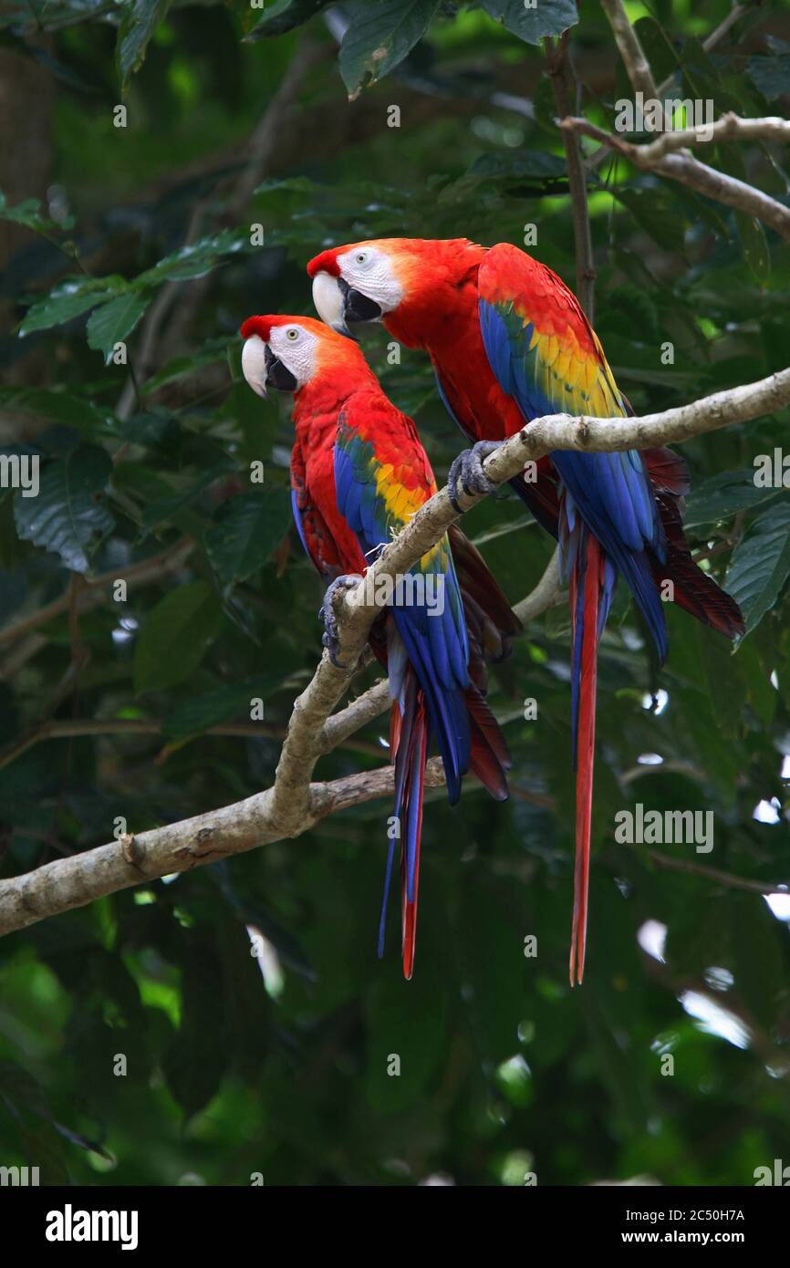 Two scarlet macaws hi-res stock photography and images - Alamy