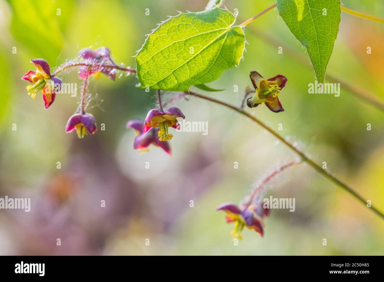 Epimedium alpinum hi-res stock photography and images - Alamy