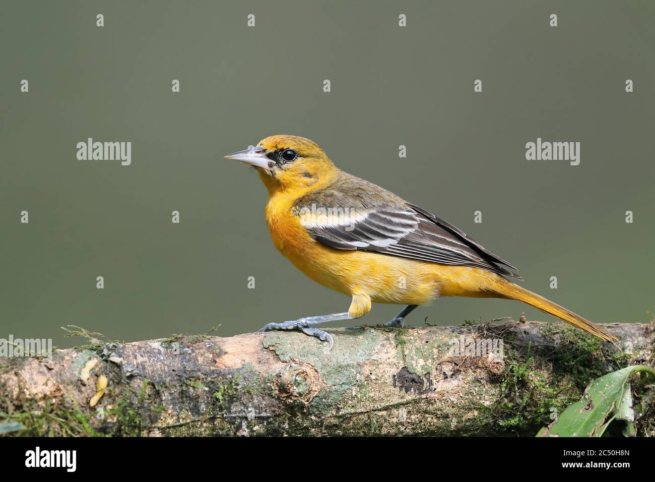 Northern oriole icterus galbula hi-res stock photography and images - Alamy
