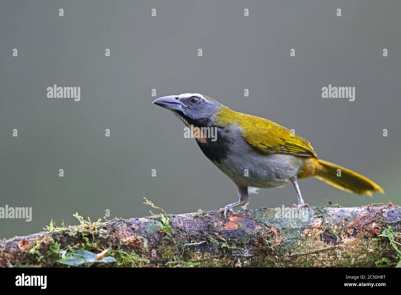 buff-throated saltator (Saltator maximus), perching on a branch, Costa ...