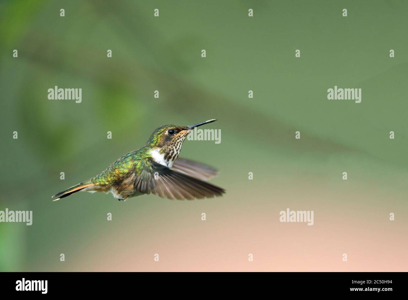 volcano hummingbird (Selasphorus flammula), female in flight, side view ...