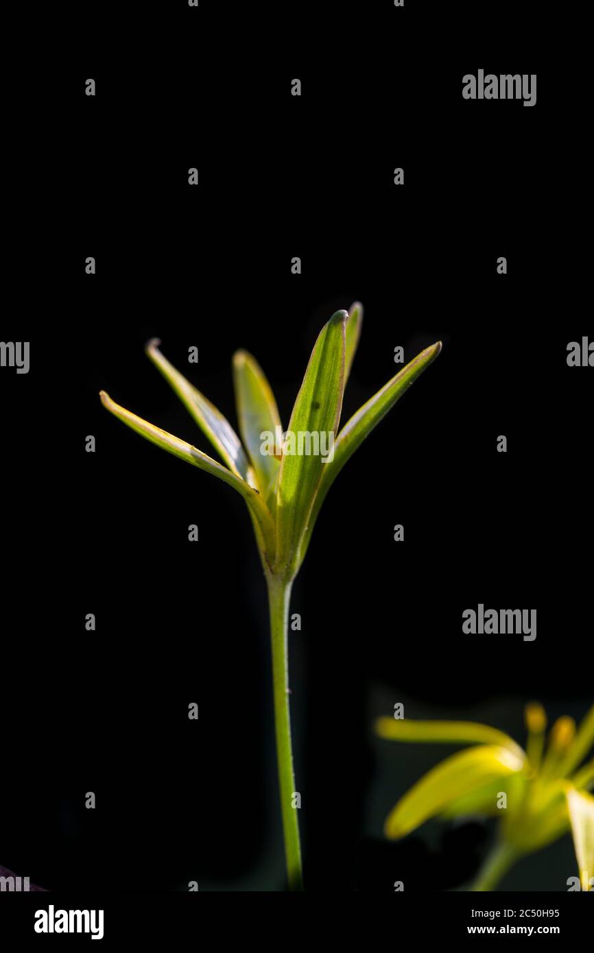 Meadow gagea (Gagea pratensis), flower against black background ...