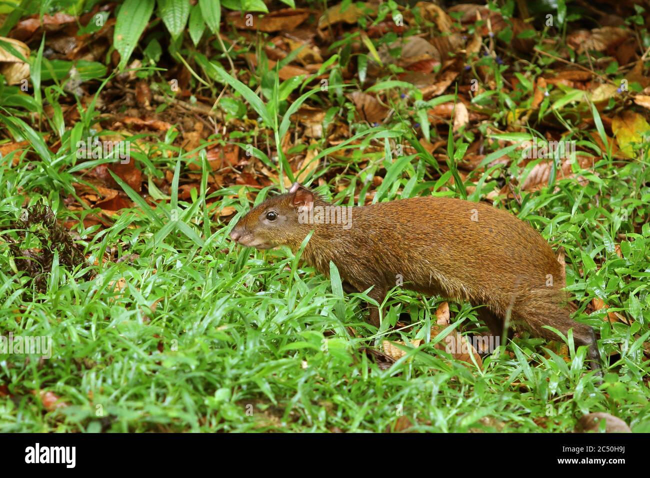 Central American agouti (Dasyprocta punctata), Central American agouti ...
