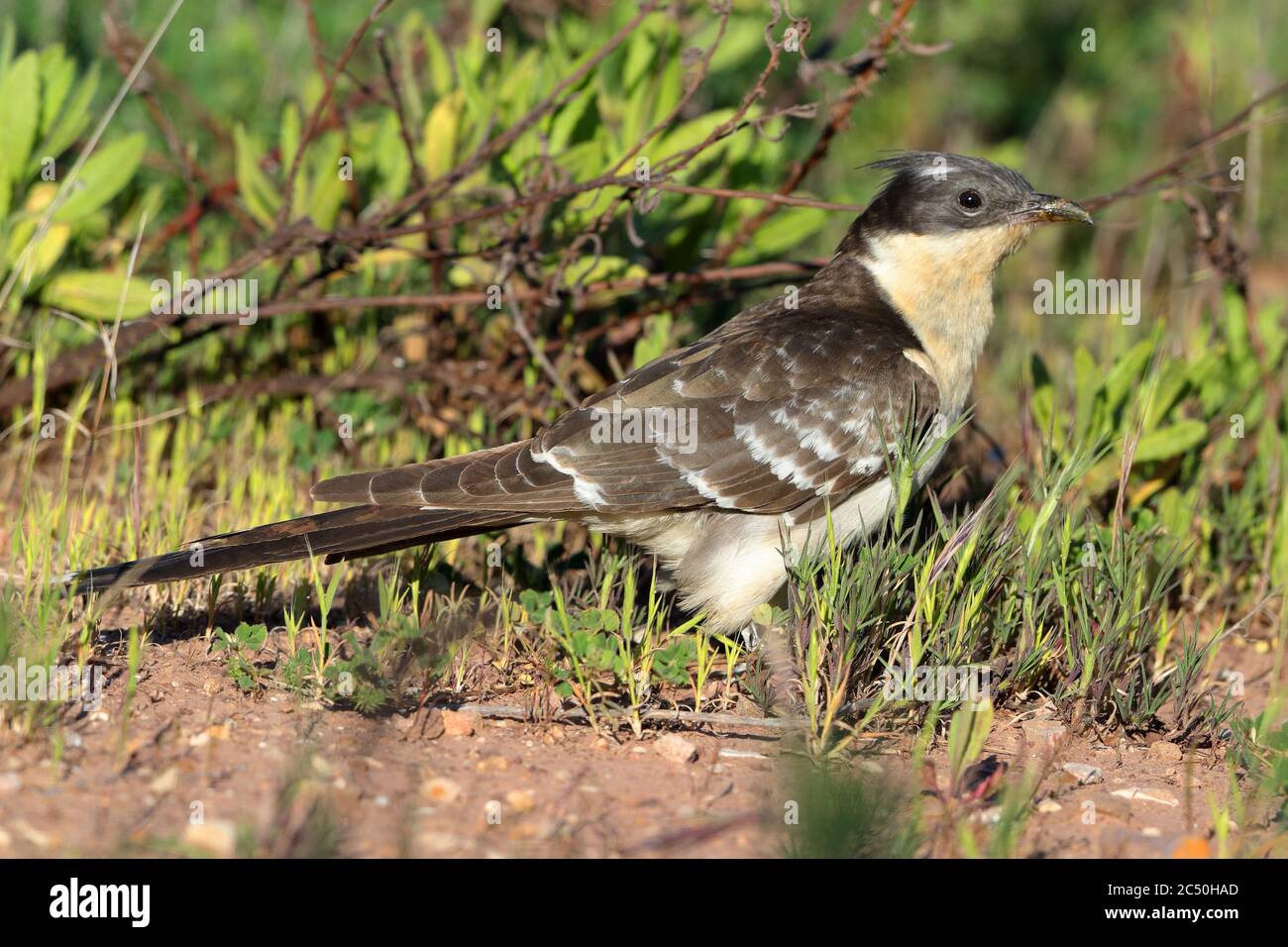 great spotted cuckoo (Clamator glandarius), standing on the ground ...