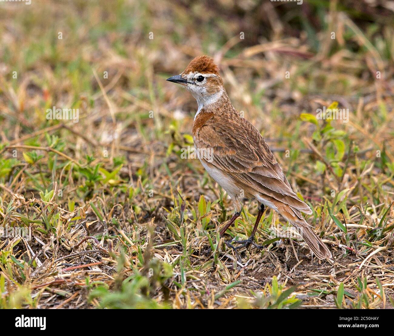 William's Red-capped lark (Calandrella cinerea williamsi, Calandrella ...