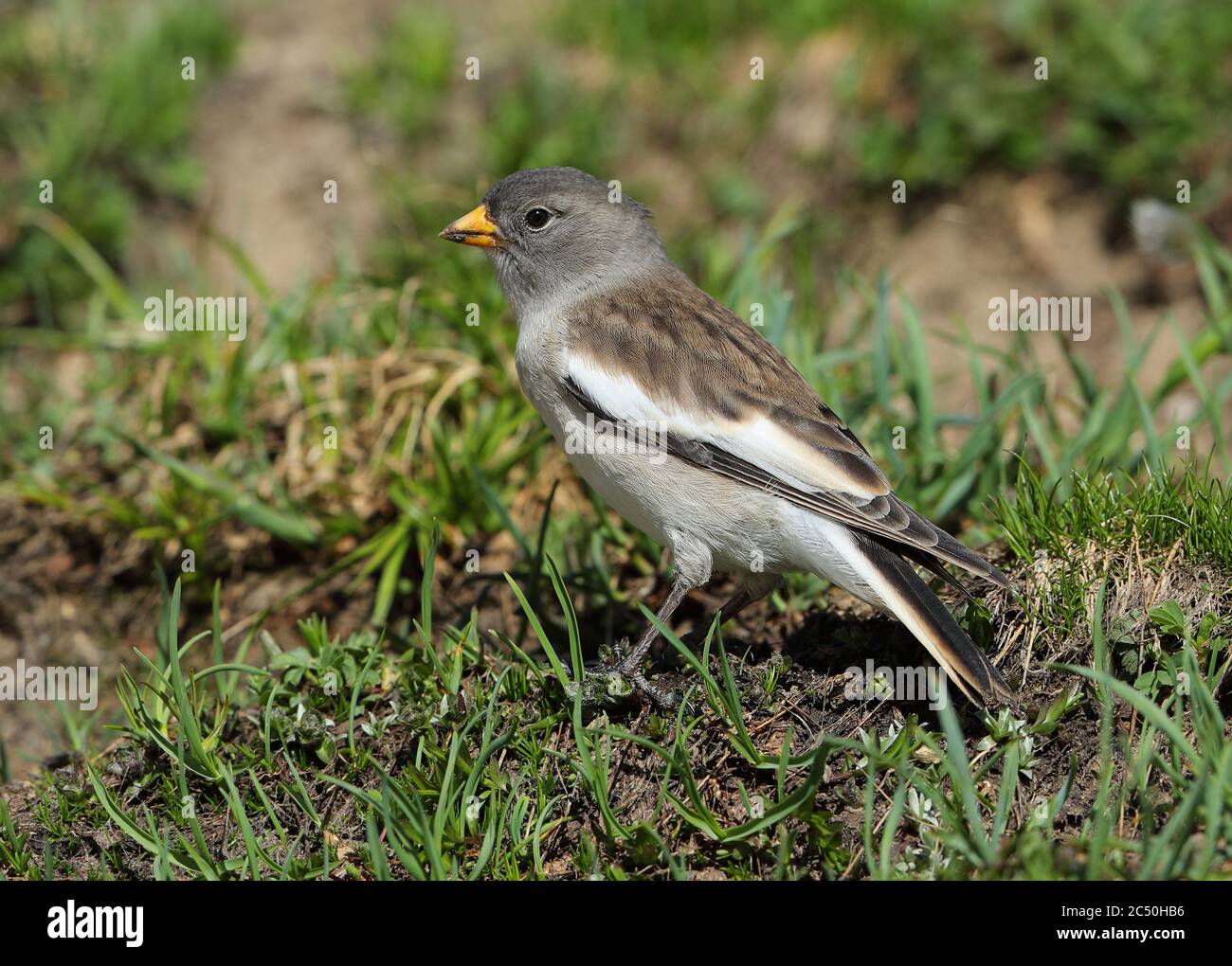 Monetier hi-res stock photography and images - Alamy