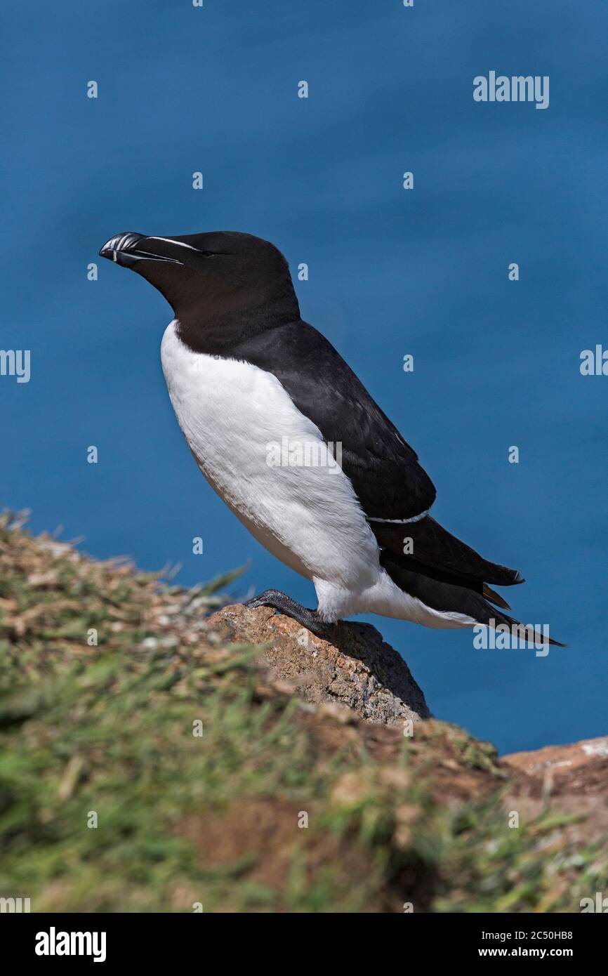 Species razorbill hi-res stock photography and images - Alamy