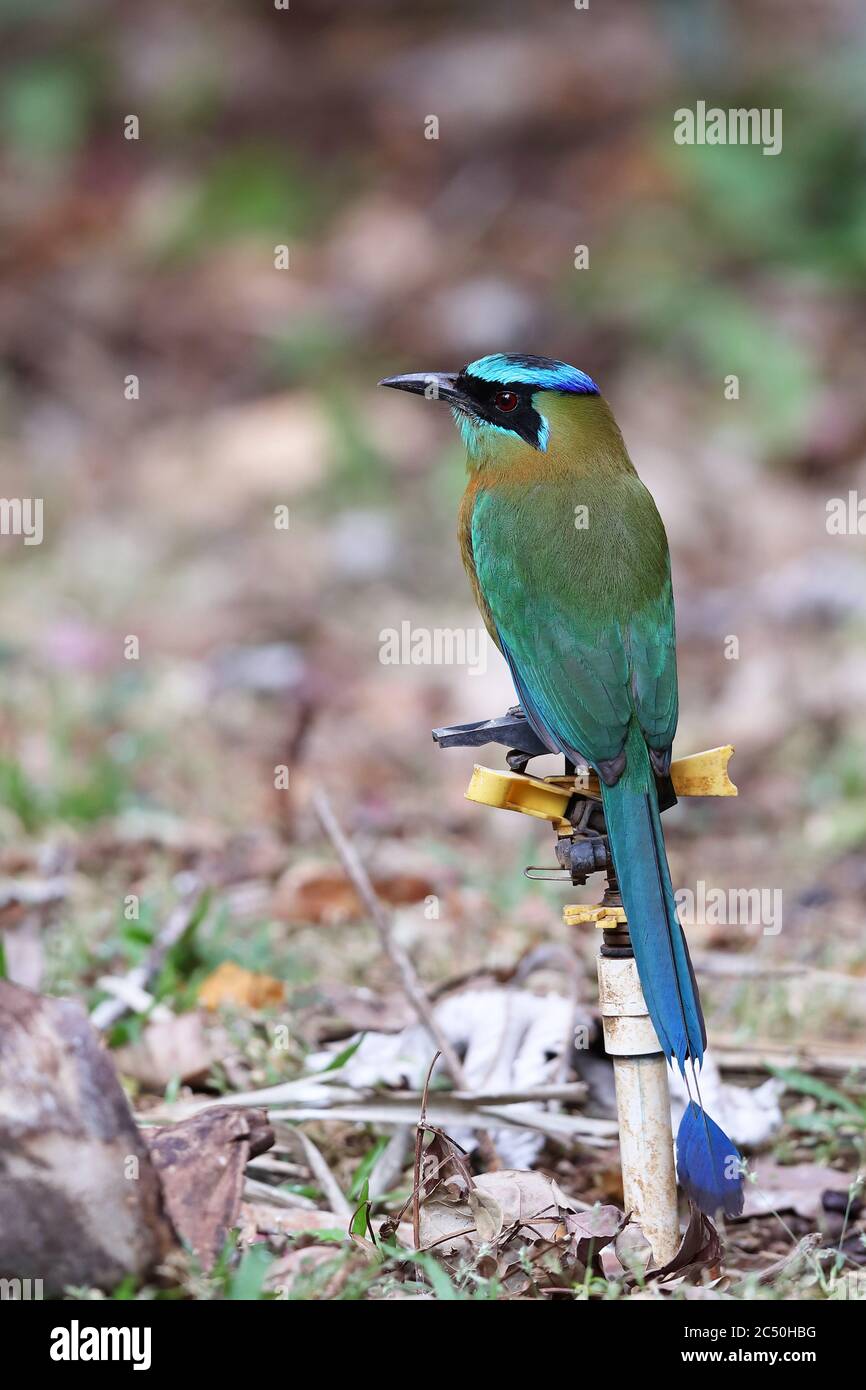 Blue-crowned motmot (Momotus momota), sits near the ground, Costa Rica ...