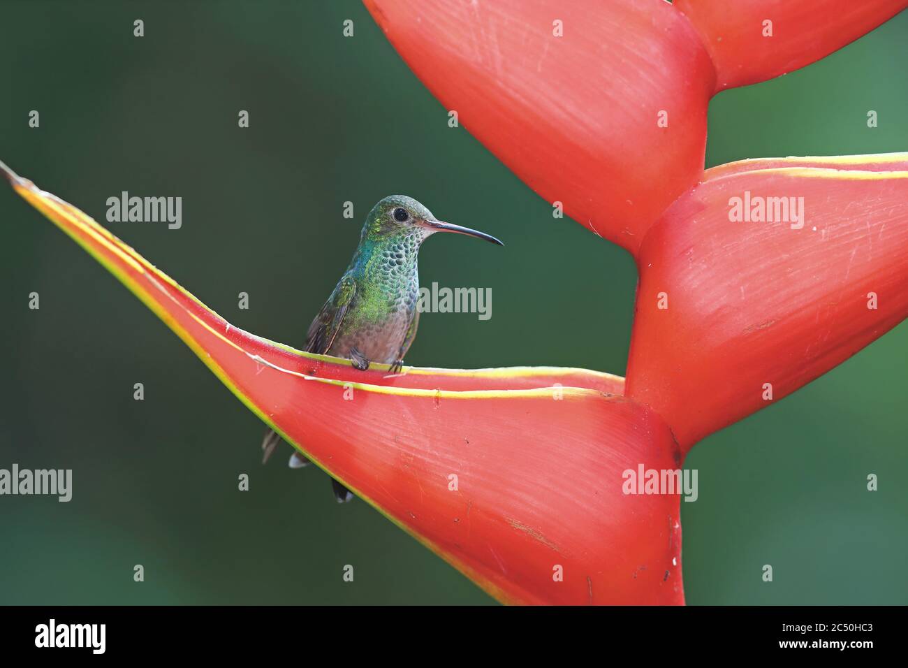 Heliconia hummingbird hi-res stock photography and images - Alamy