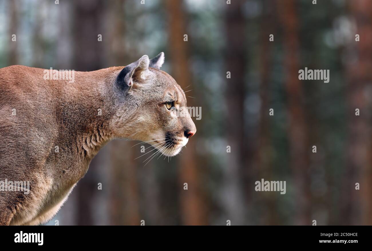 Portrait of Beautiful Puma. Cougar, mountain lion, puma, panther ...