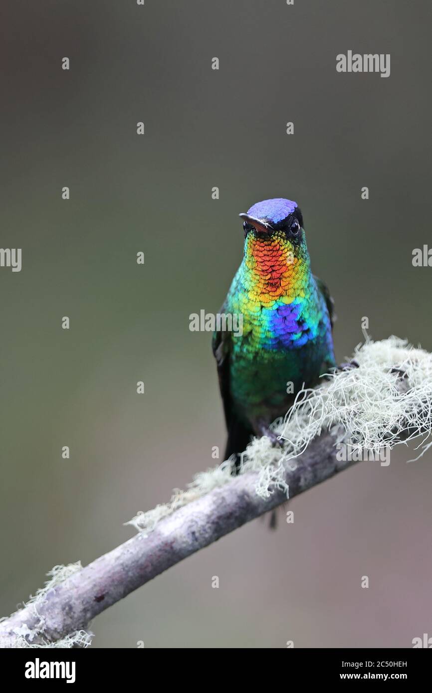 Fiery throated hummingbird hi-res stock photography and images - Alamy