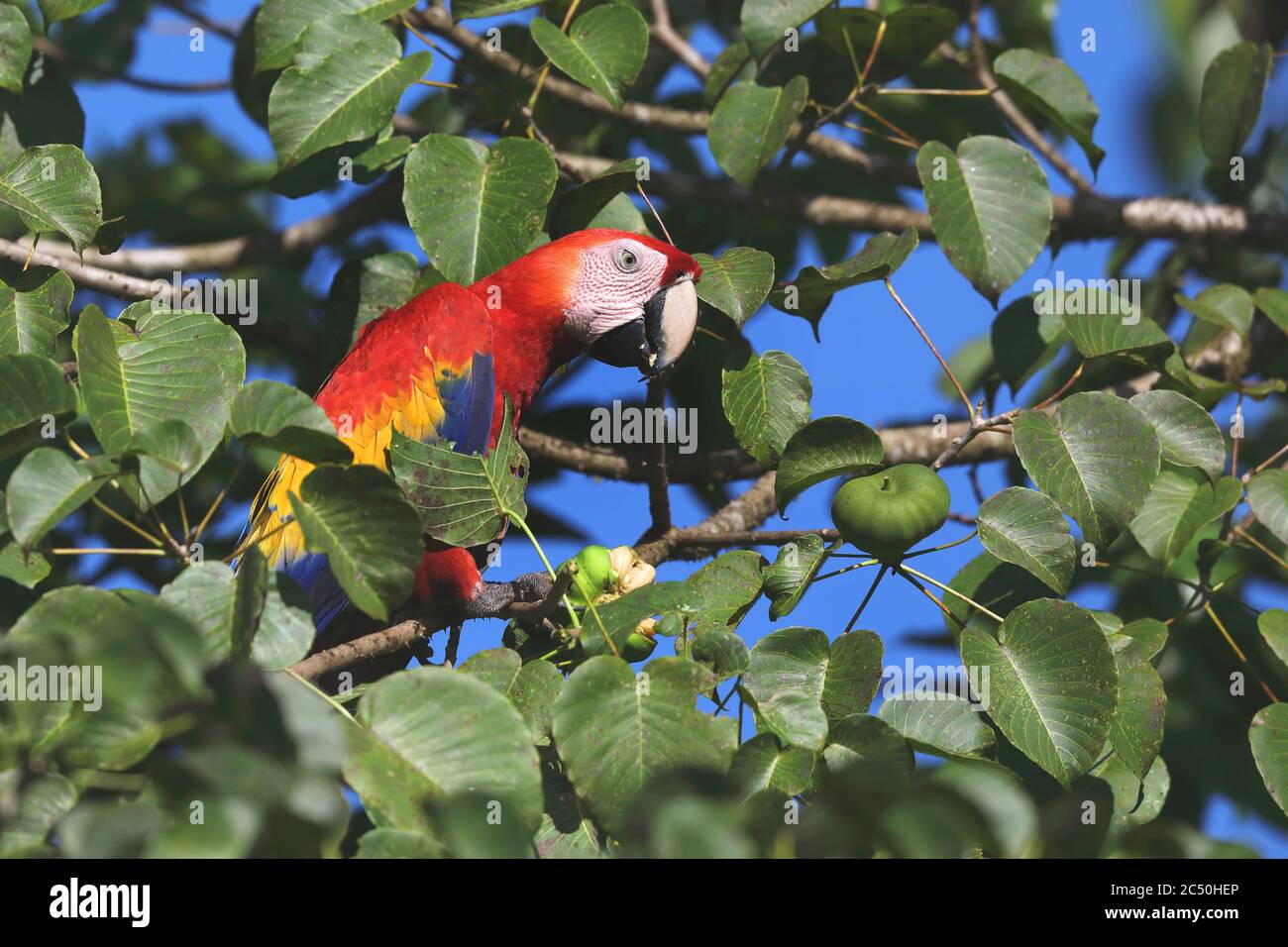 scarlet macaw (Ara macao), feeds a fruit from a tree, Costa Rica, La ...