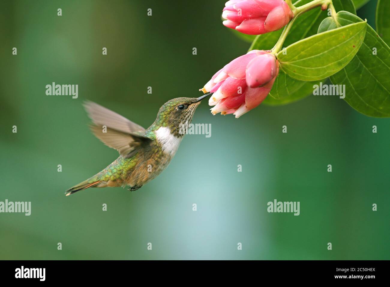 volcano hummingbird (Selasphorus flammula), female sucking nectar at a ...