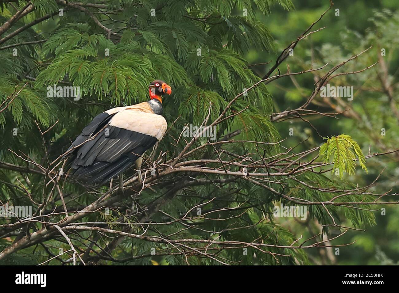 King Vulture Sarcorhamphus Papa High Resolution Stock Photography and ...