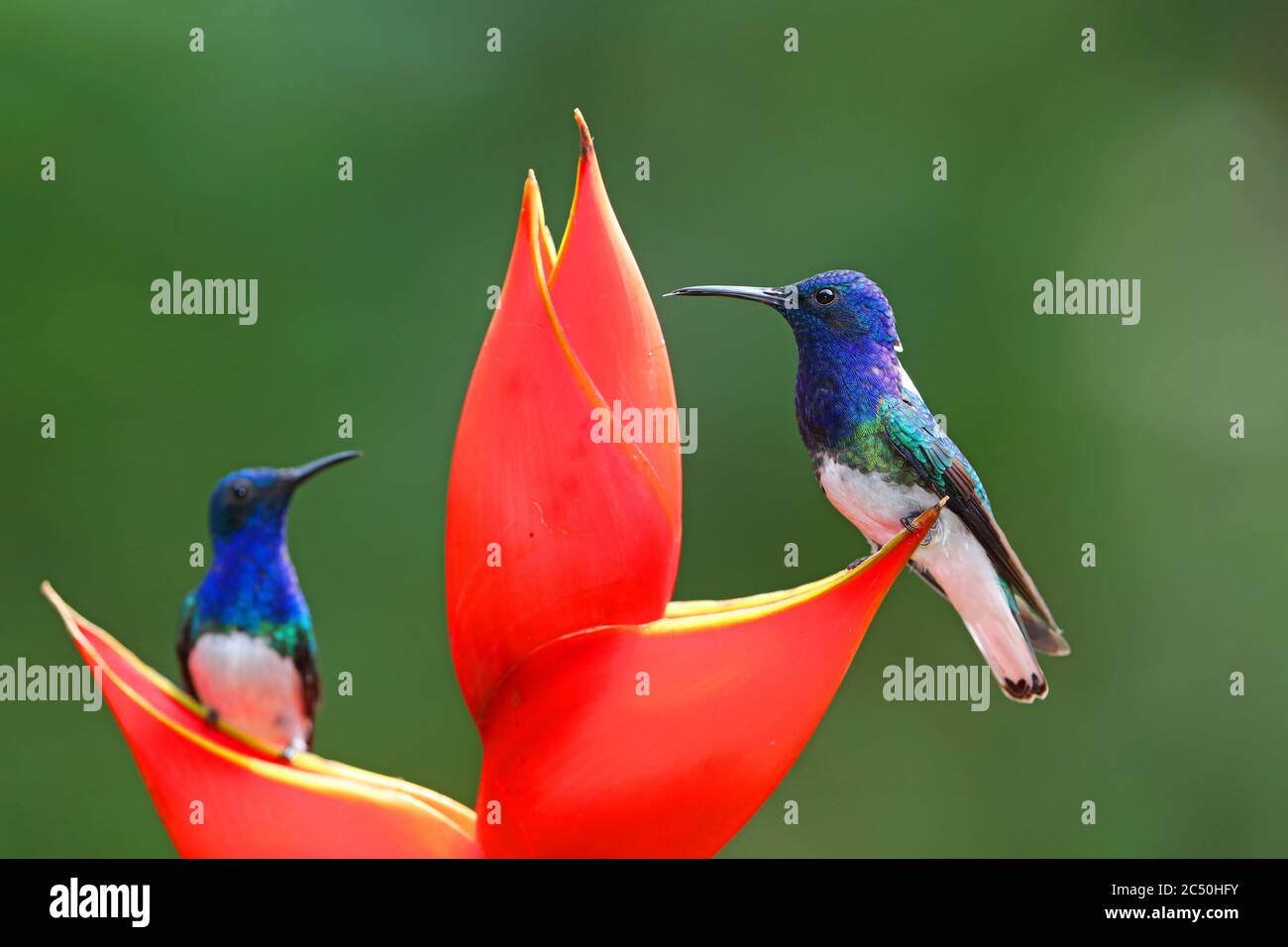 Heliconia hummingbird hi-res stock photography and images - Alamy